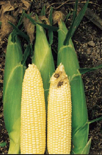 OGM, les reconnaître - Espace Mendès France