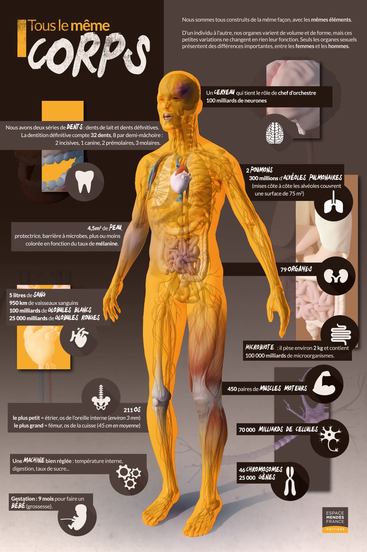 Tous Humains. - Espace Mendès France : culture & médiation scientifiques