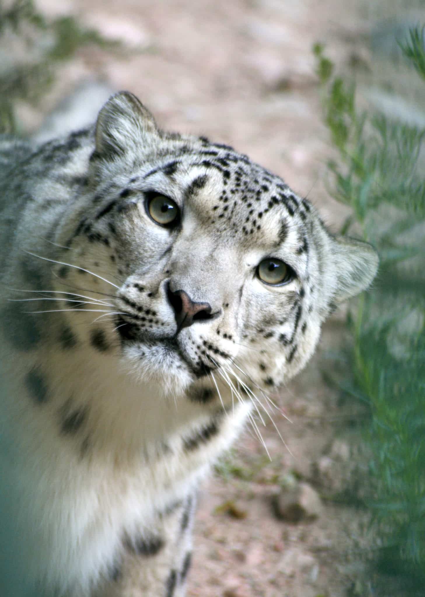 Panthera : sur les traces de la panthère des neiges - Espace Mendès France